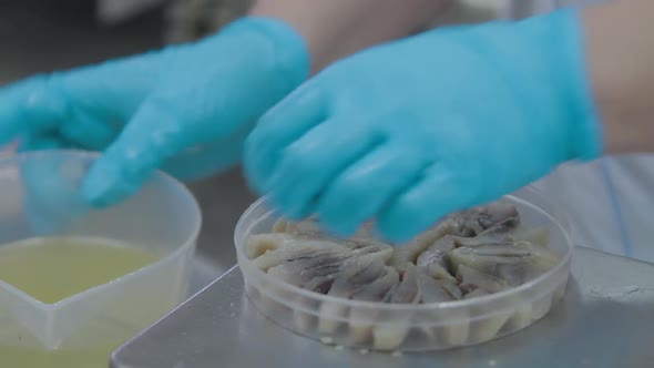 Fish Preserves Production at Factory, Sorting Fish Fillet in Plastic ...