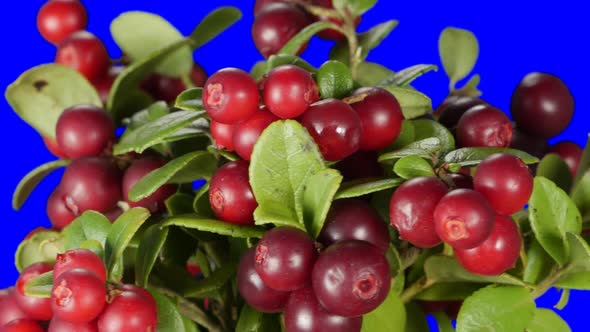 Cowberry Berries Seamless Rotation With Alpha Channel, Stock Footage