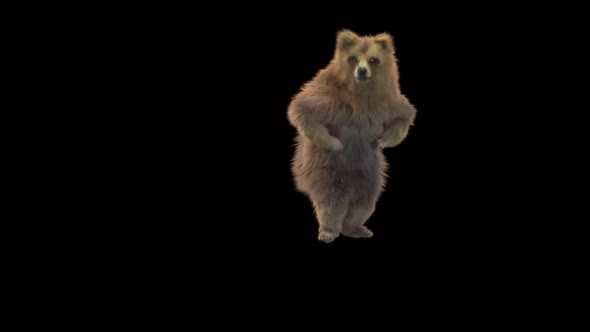 160 Bear Dancing HD, Motion Graphics | VideoHive