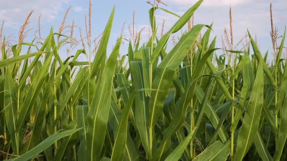 Field with Green Corn on a Sunny Day Corn Fields and Abandoned ...