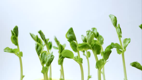 Time Lapse of Pea Seeds Germination, Stock Footage | VideoHive