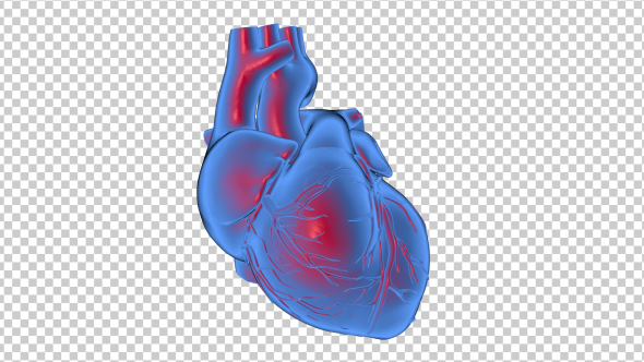 3D Beating Heart - 2 Scene, Motion Graphics | VideoHive