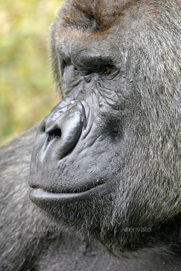 Silverback gorilla face Stock Photo by Edwin-Butter | PhotoDune