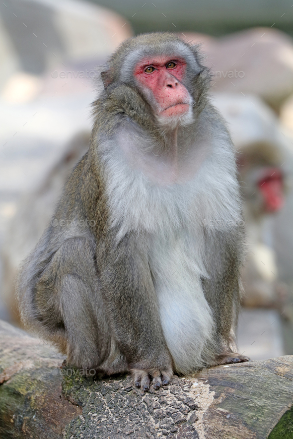 Cute Japanese monkey Stock Photo by Edwin-Butter | PhotoDune