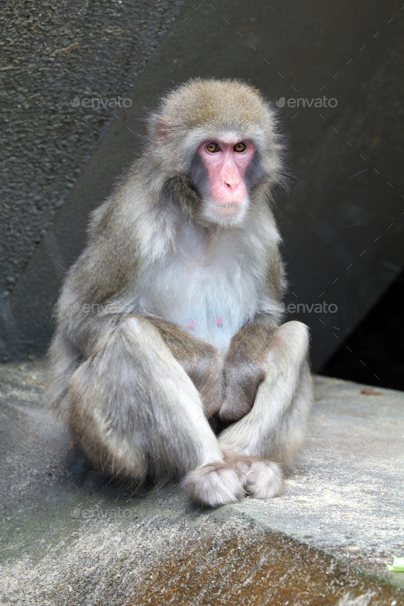 Cute Japanese monkey Stock Photo by Edwin-Butter | PhotoDune