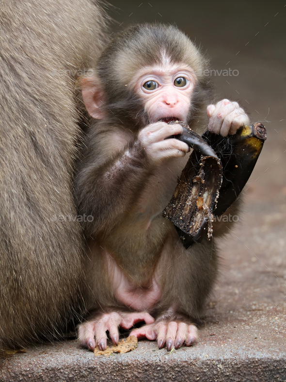 Japanese monkey baby Stock Photo by Edwin-Butter | PhotoDune