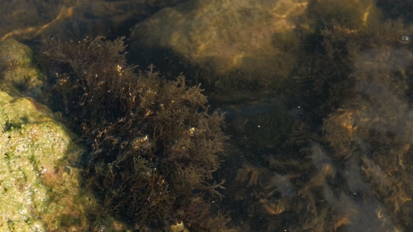 Rocks With Seaweeds And Waves In Sea, Stock Footage | VideoHive