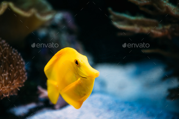 Pomacanthus navarchus blue angel sea fish in aquarium Stock Photo by ...