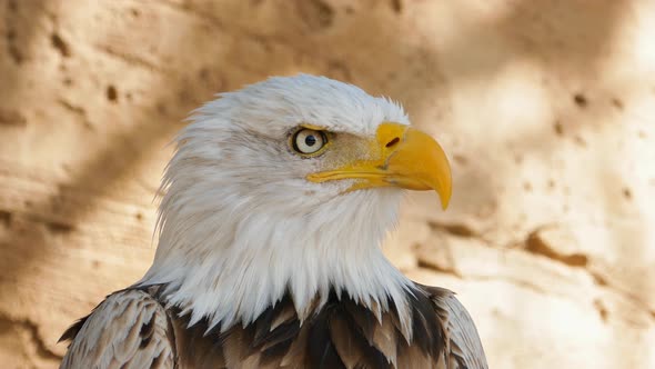 Bald Eagle Screaming Close-up, Stock Footage | VideoHive