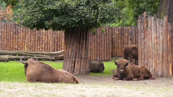 European Bison In Zoo, Stock Footage | VideoHive