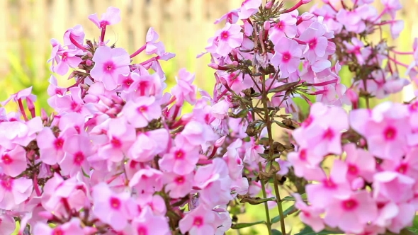 Beautiful Spring Background With Pink Flowers In The Garden., Stock Footage