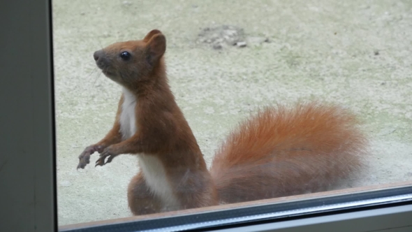 Squirrel Looks Through The Window, Stock Footage | VideoHive