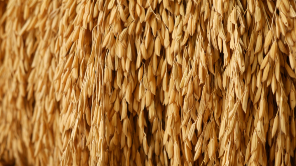 Paddy Rice_01, Stock Footage | VideoHive