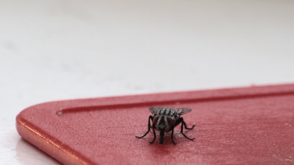 Common House Fly 1, Stock Footage | VideoHive