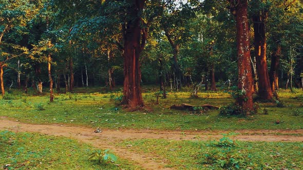Dirt path through a forest of tall trees with dark red trunks. Trails ...