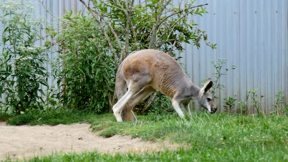 Kangaroo forages at Columbus Zoo, Stock Footage | VideoHive