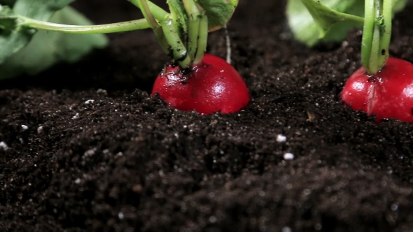 Ripe Radishes Growing In The Ground, Stock Footage | VideoHive