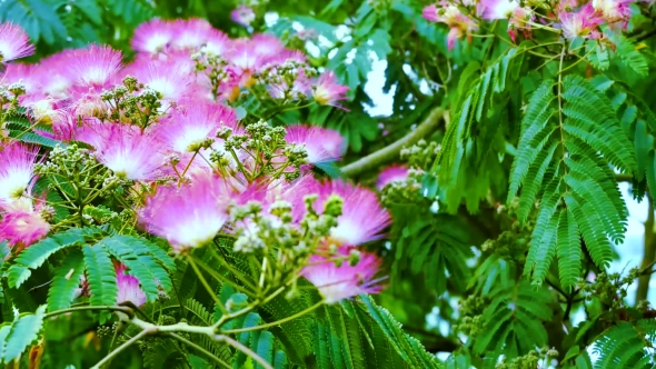 Pink Acacia In The Garden, Stock Footage | VideoHive