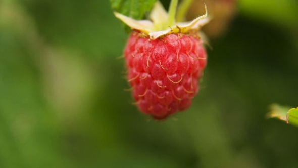 Ripe Raspberry, Stock Footage | VideoHive