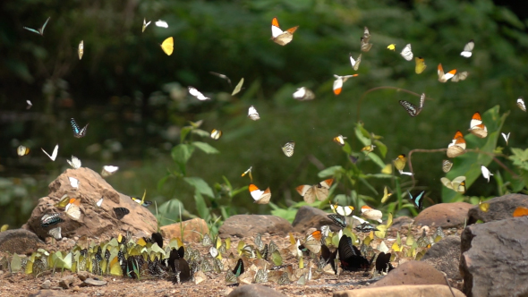 Butterfly Flying, Stock Footage | VideoHive