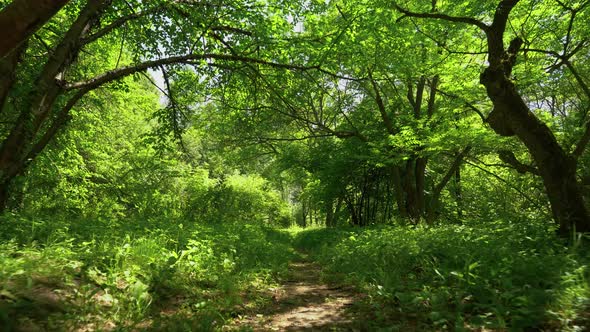 Fabulous green forest, Stock Footage | VideoHive
