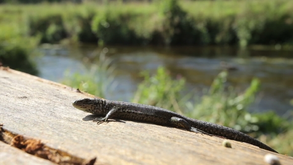 Lizard Basking In The Morning Sun, Stock Footage | VideoHive