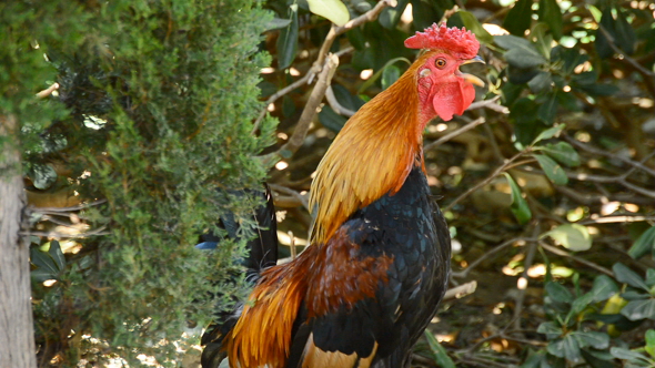 Singing Rooster, Stock Footage | VideoHive