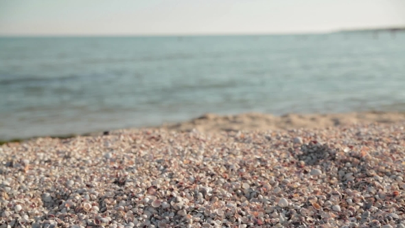 Shells On The Beach, Stock Footage | VideoHive