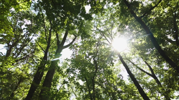 Looking Up Through Trees, Stock Footage | VideoHive