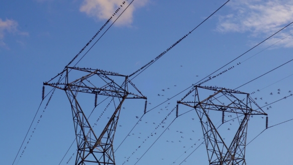 Birds Flock on Electric Pylon and Fly Off as Hawk Flies Close, Stock ...