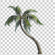 Palm Tree - 1, Motion Graphics | VideoHive