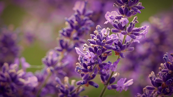 Pretty Lavender Flowers, Stock Footage | VideoHive