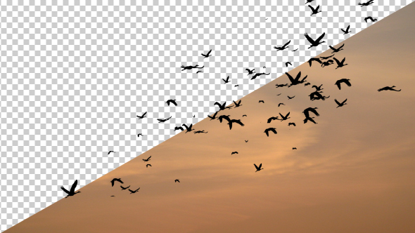 Flock of Birds, Motion Graphics | VideoHive