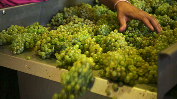 Grapes Factory, Stock Footage | VideoHive