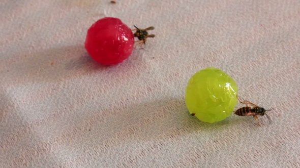 Wasps Are Sitting On Candies, Stock Footage | VideoHive