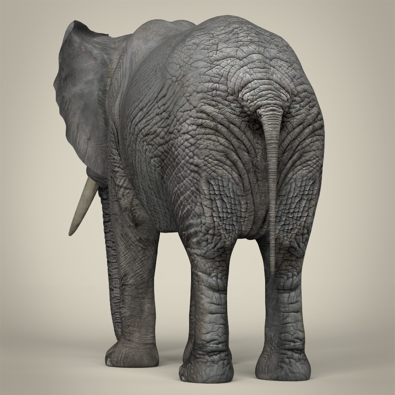 Realistic Asian Elephant by CgTools | 3DOcean