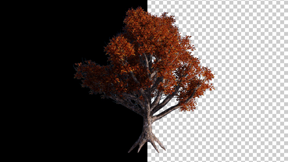 Autumn Tree, Motion Graphics | VideoHive