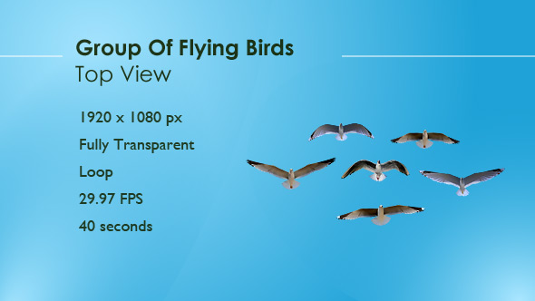 Group Of Flying Birds Top View, Motion Graphics | VideoHive