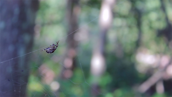 Spider in the Woods, Stock Footage | VideoHive