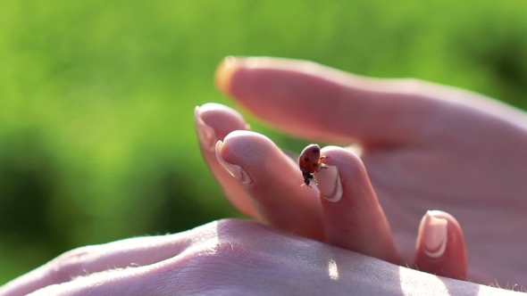 Woman Hands Holding Ladybug On The Hands., Stock Footage | VideoHive