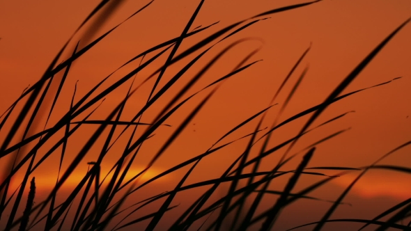 Reeds On Sunset Landscape, Stock Footage | VideoHive