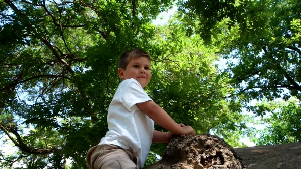 Children Playing In a Tree, a Child Sitting On a Tree Shows Class ...
