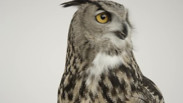 Eagle owl blinking slow motion - beautiful bird of prey, Stock Footage