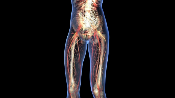 Human Body With Visible Organs, Motion Graphics | VideoHive