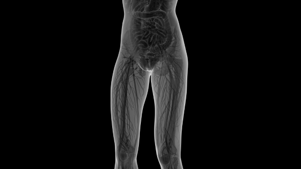 Human Body With Visible Organs, Motion Graphics | VideoHive