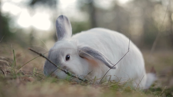 White Rabbit in a Summer Forest, Stock Footage | VideoHive
