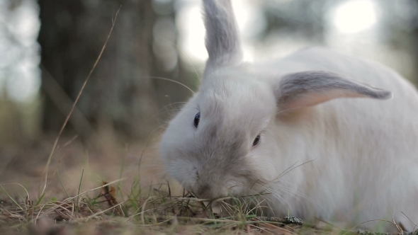 White Rabbit in a Summer Forest, Stock Footage | VideoHive