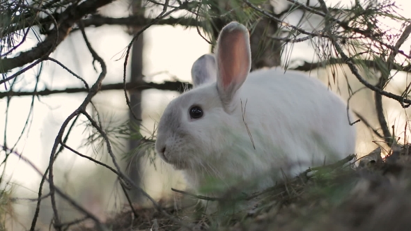 White Rabbit in a Summer Forest, Stock Footage | VideoHive