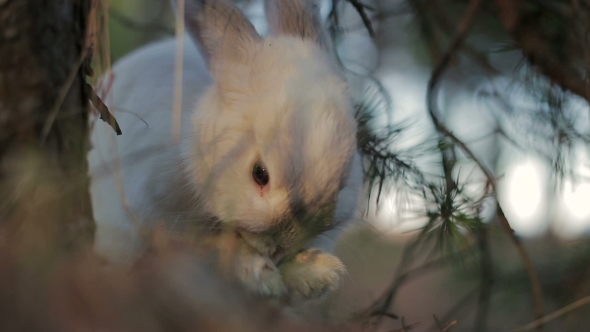 White Rabbit in a Summer Forest, Stock Footage | VideoHive
