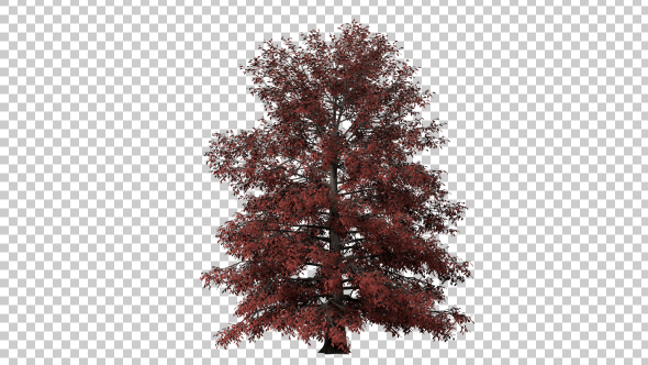 Growing Red Maple Tree, Motion Graphics | VideoHive